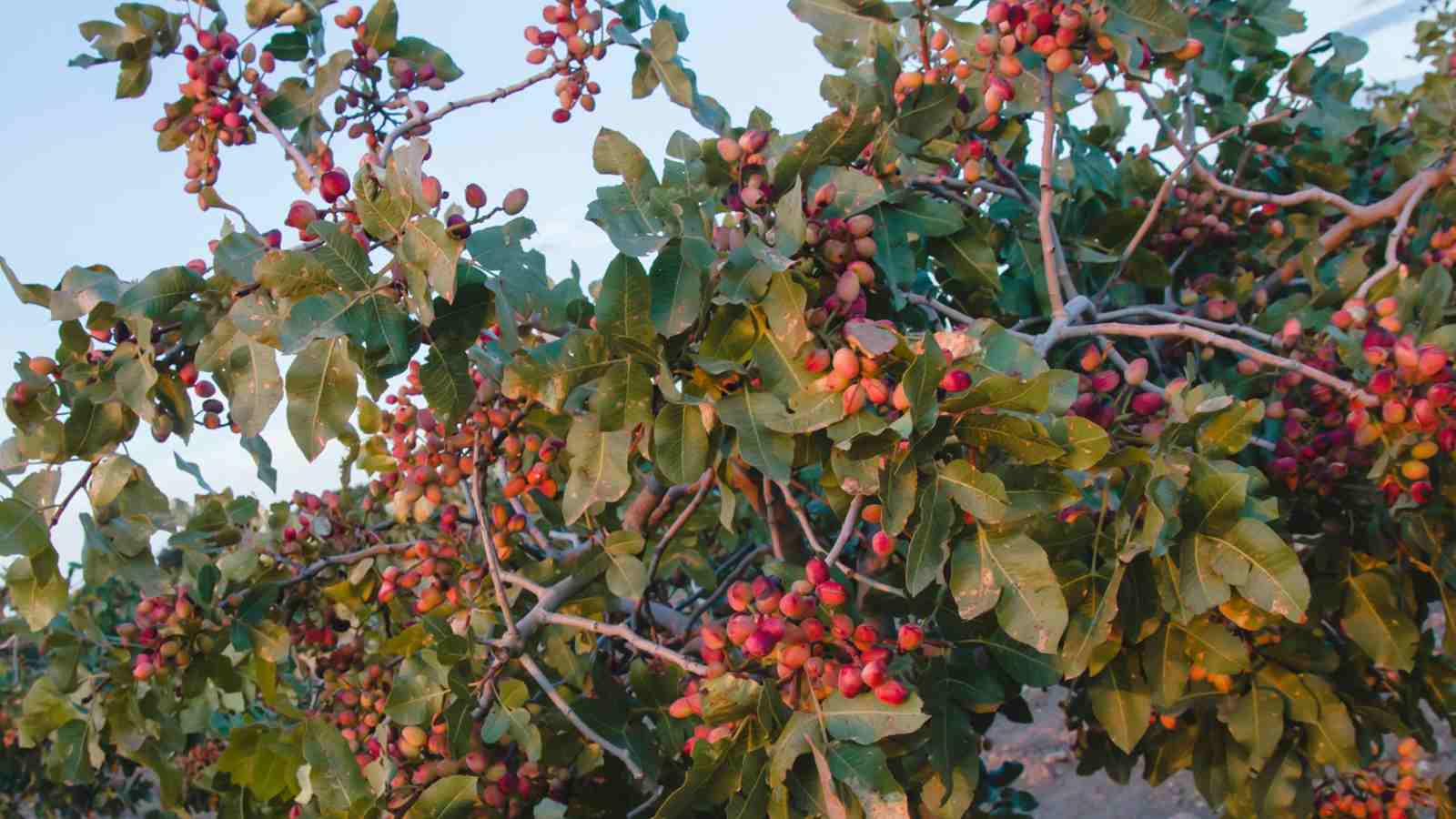 Exploring the Biodiversity of Iranian Pistachio: Varieties